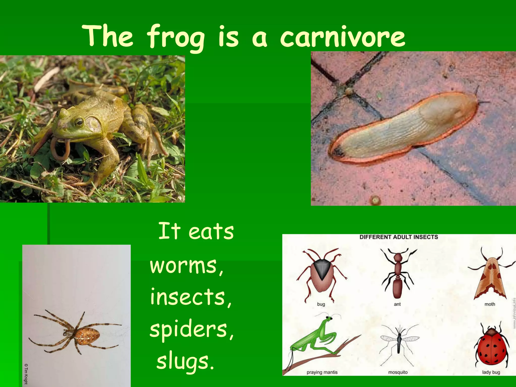 Amphibians Frog | PPT