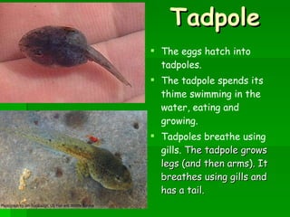 Amphibians Frog | PPT