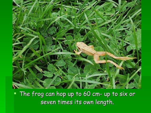 Amphibians Frog | PPT