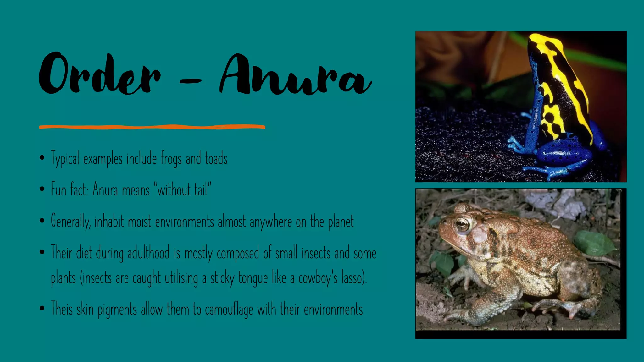 Amphibians | PDF