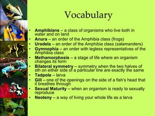 Amphibians 10-8 miryana bedros yuliya | PPT