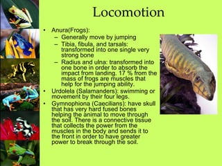 Amphibians 10-8 miryana bedros yuliya | PPT