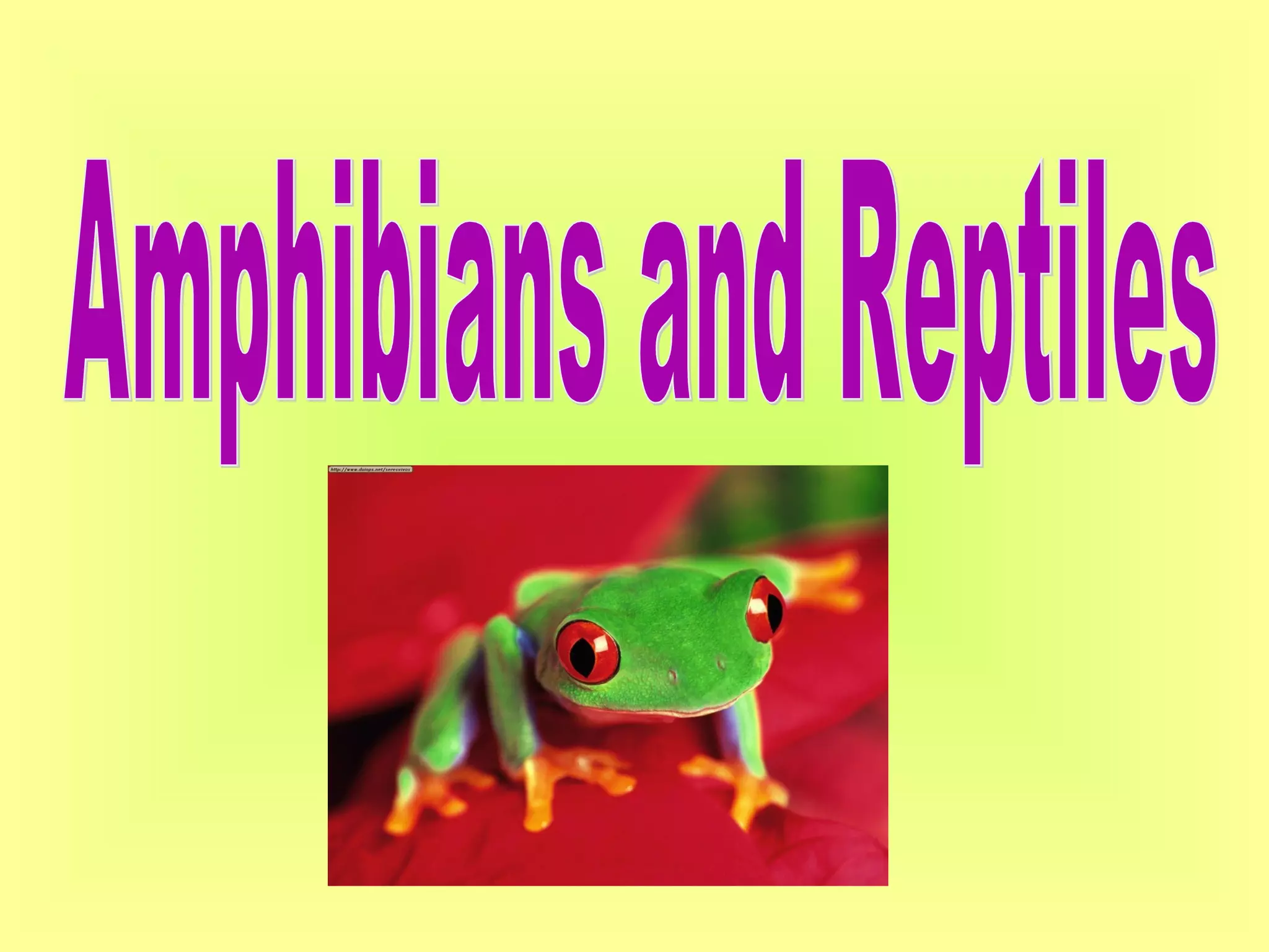 Amphibians and reptiles | PPT