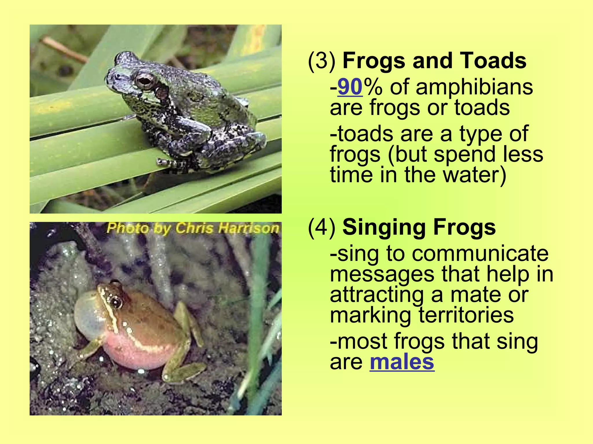 Amphibians and reptiles | PPT