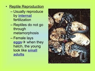 Amphibians and reptiles | PPT