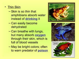 Amphibians and reptiles | PPT