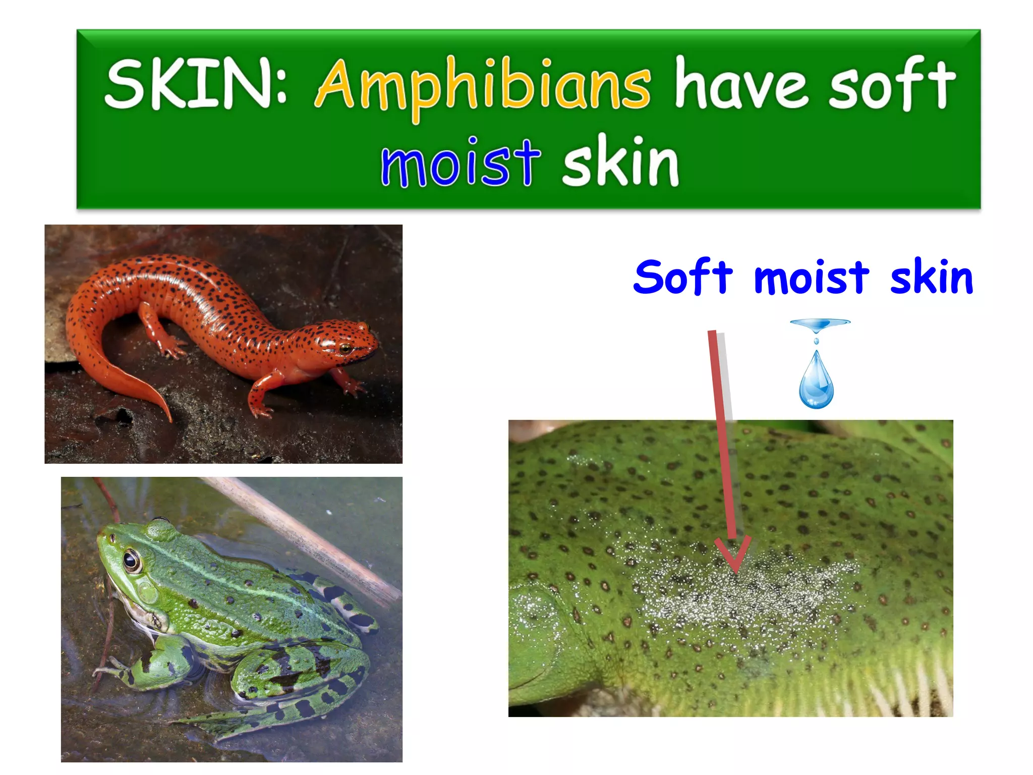 Amphibians and reptiles | PPT