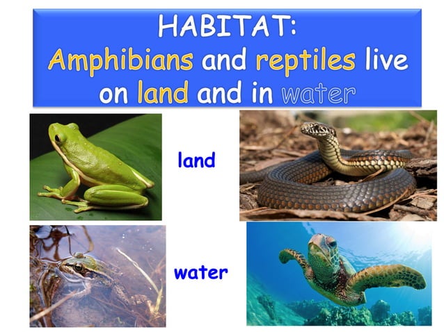 Amphibians and reptiles | PPT
