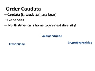 AMPHIBIANS CLASSIFICATION.pptx