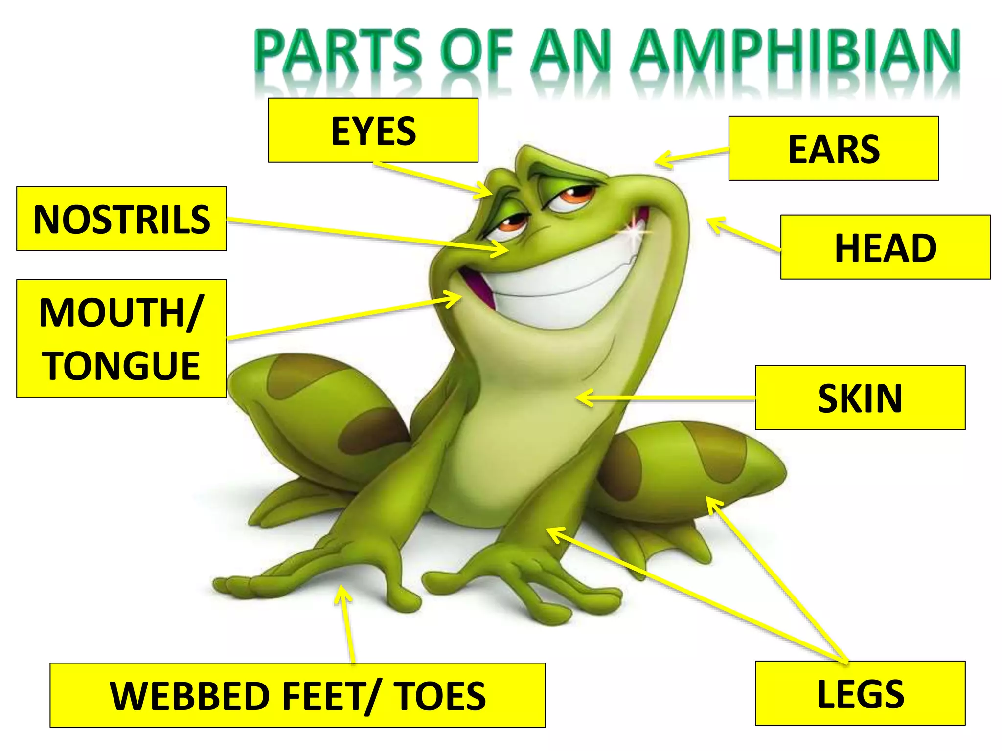 Amphibians disney | PPTX