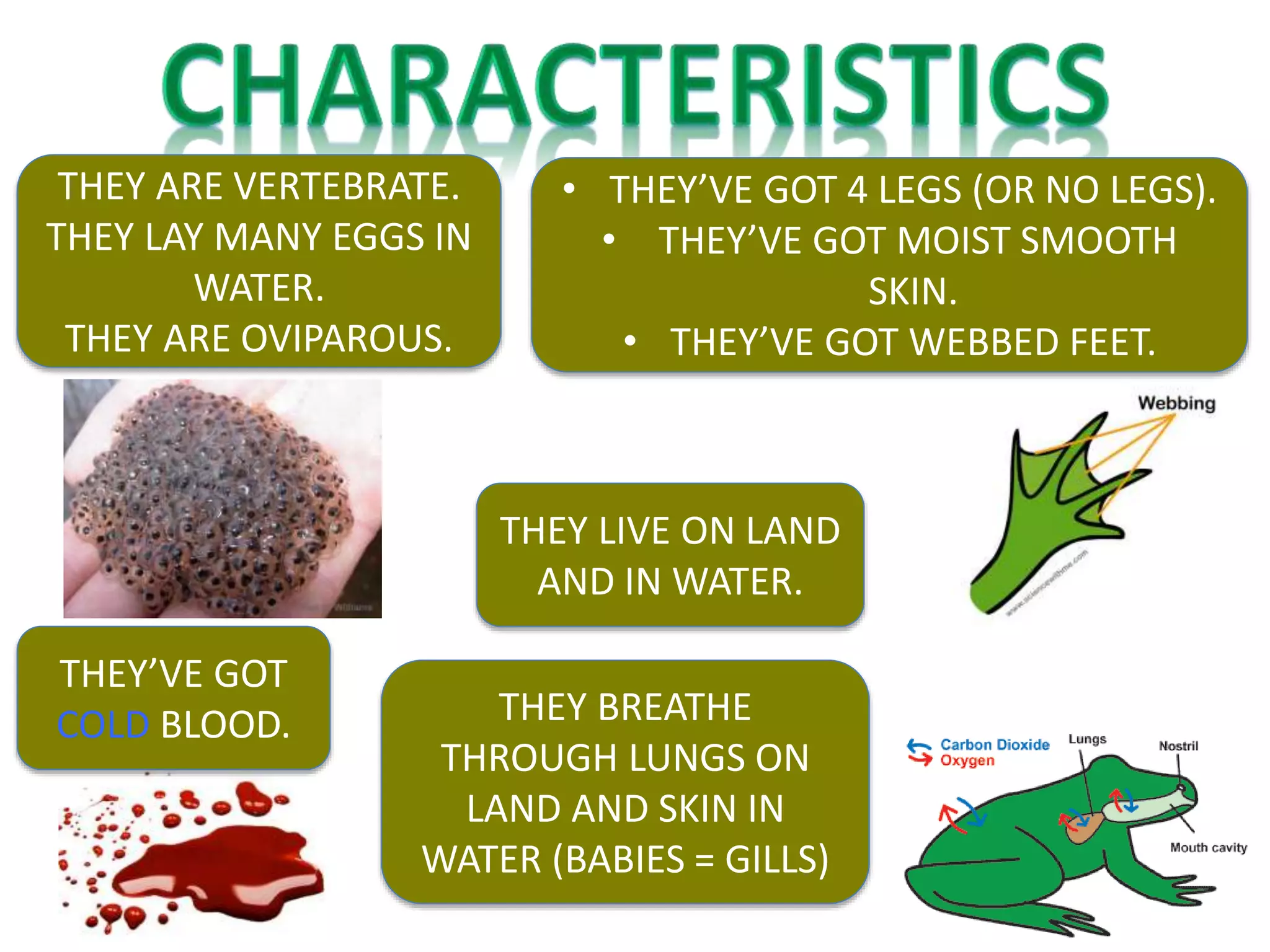 Amphibians disney | PPTX