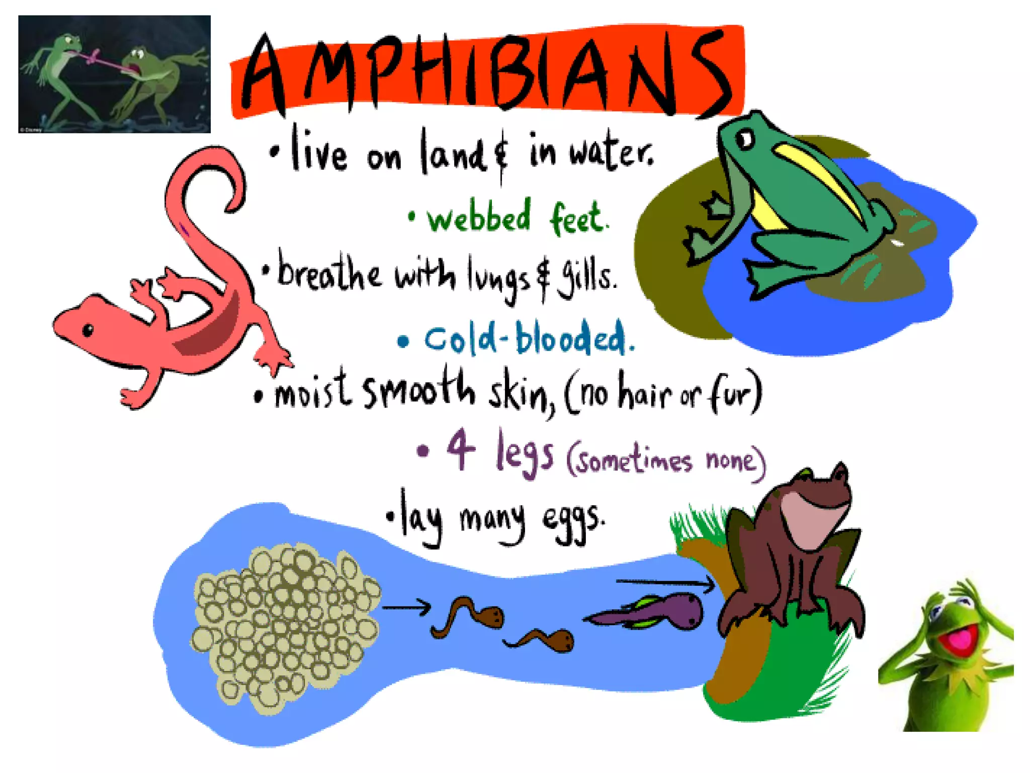 Amphibians disney | PPTX