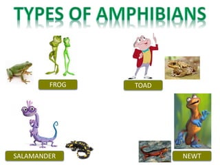 Amphibians disney | PPT