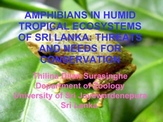 Amphibians Humid Tropics | PPT
