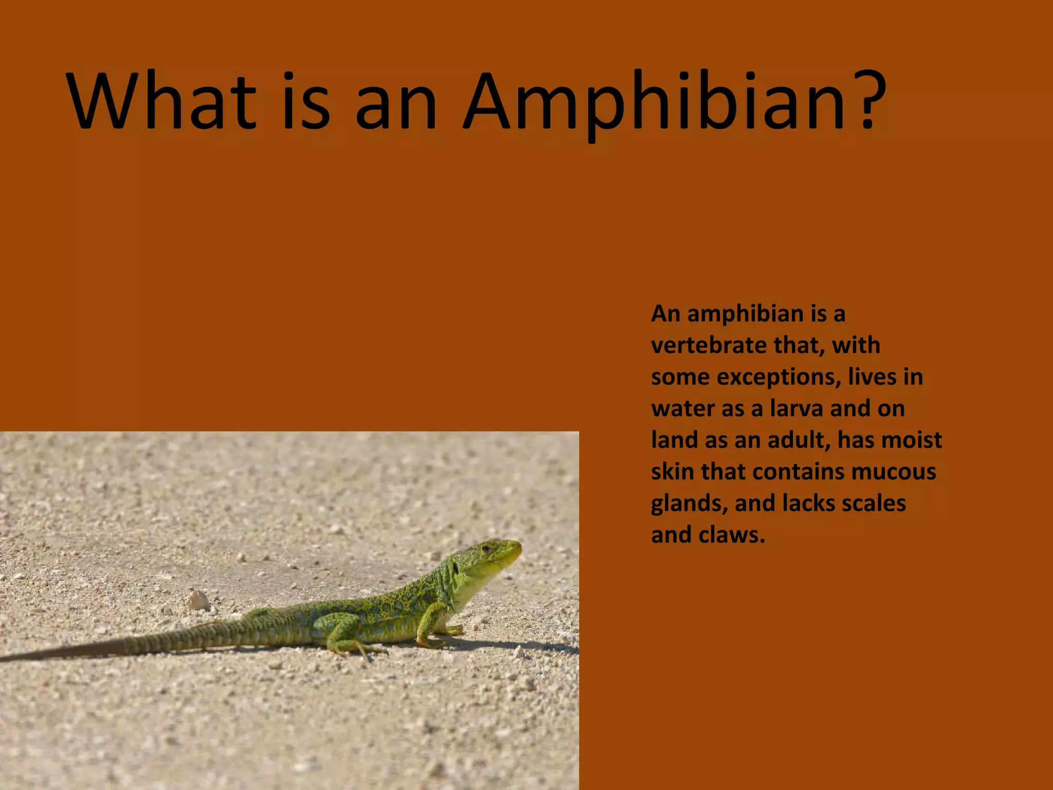 Amphibians intro | PPT