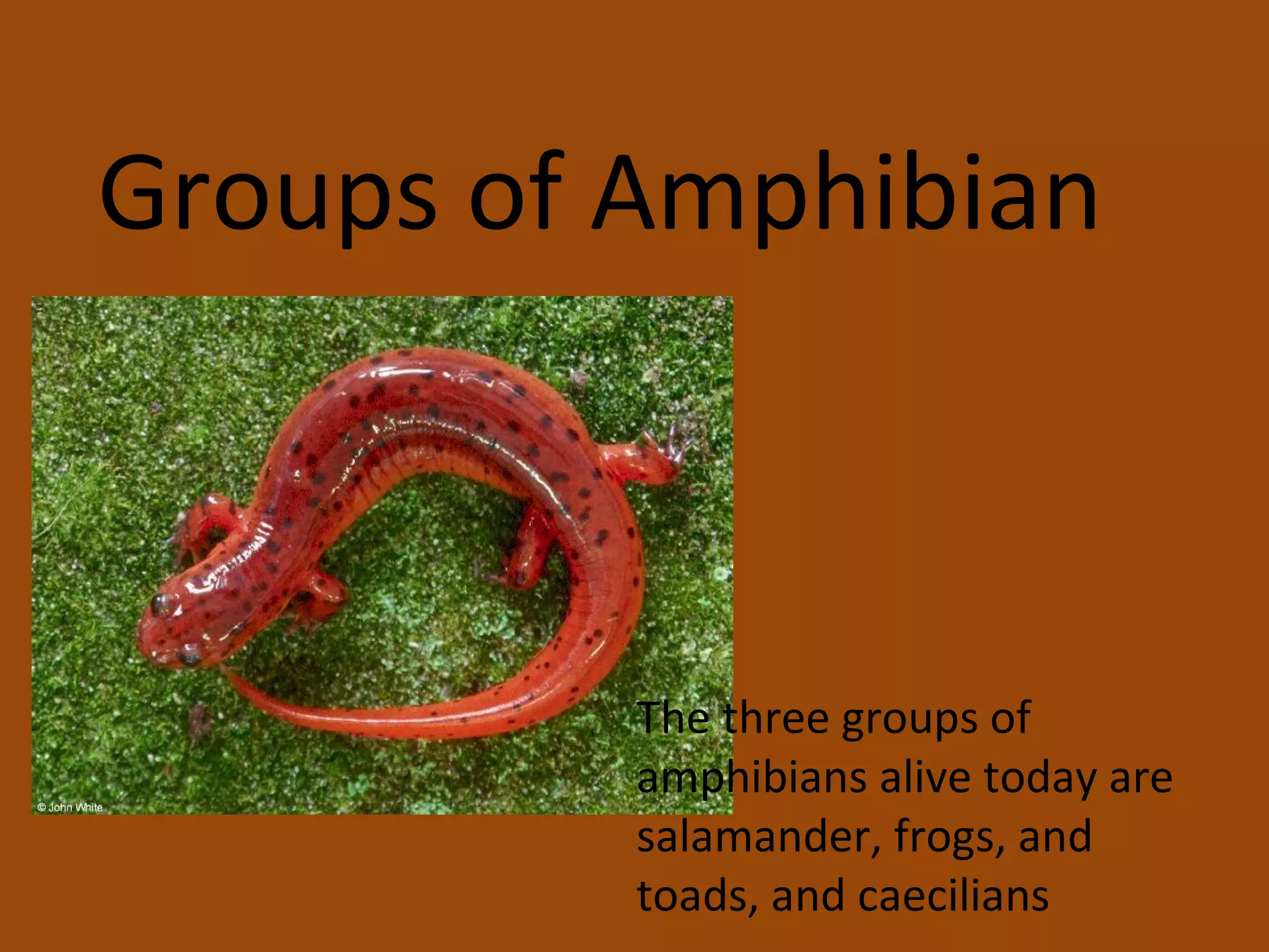 Amphibians intro | PPT