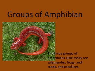 Amphibians intro | PPT