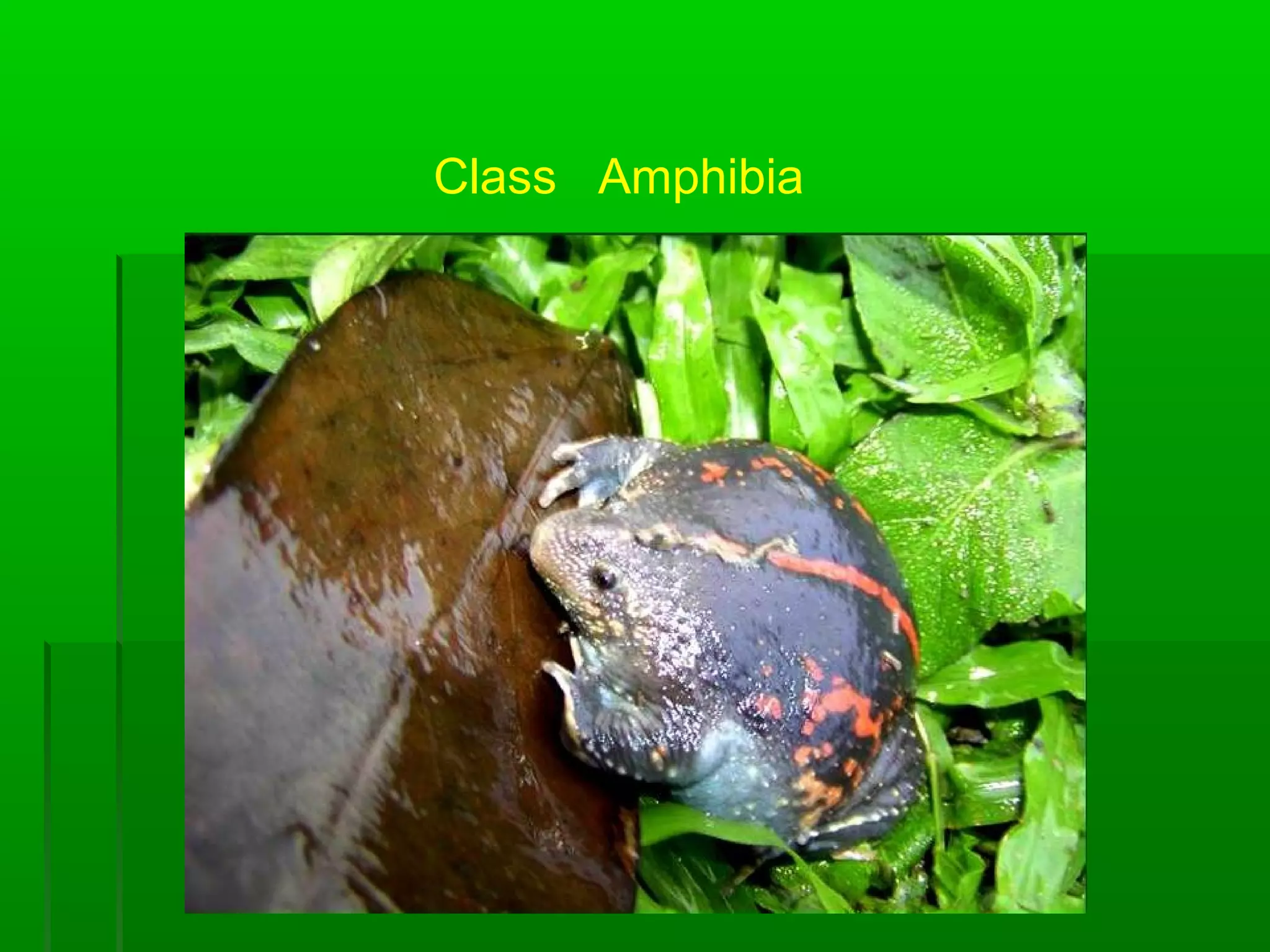 Amphibians Introduction Notes | PPT