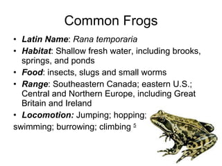 Amphibians karina siyana_10.7 | PPT
