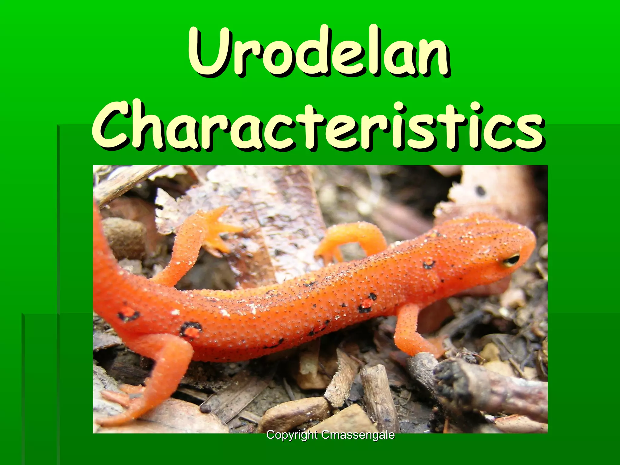 amphibians lec.1.pdf