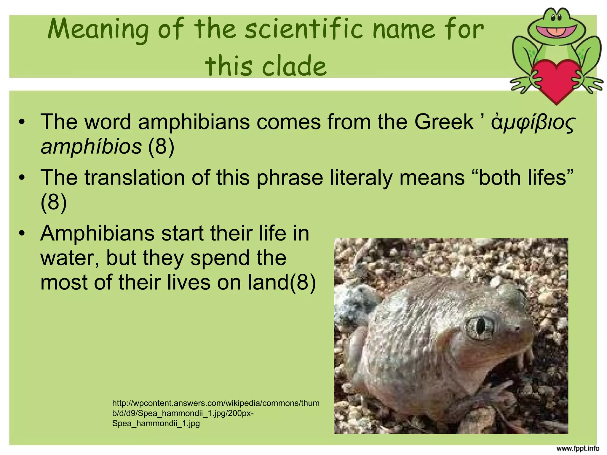 Amphibians ppt 1-1 10-3 mila satchansky lewbina | PPT