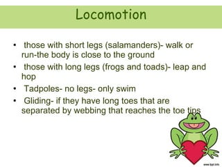 Amphibians ppt 1-1 10-3 mila satchansky lewbina | PPT