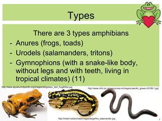Amphibians ppt 1-1 10-3 mila satchansky lewbina | PPT