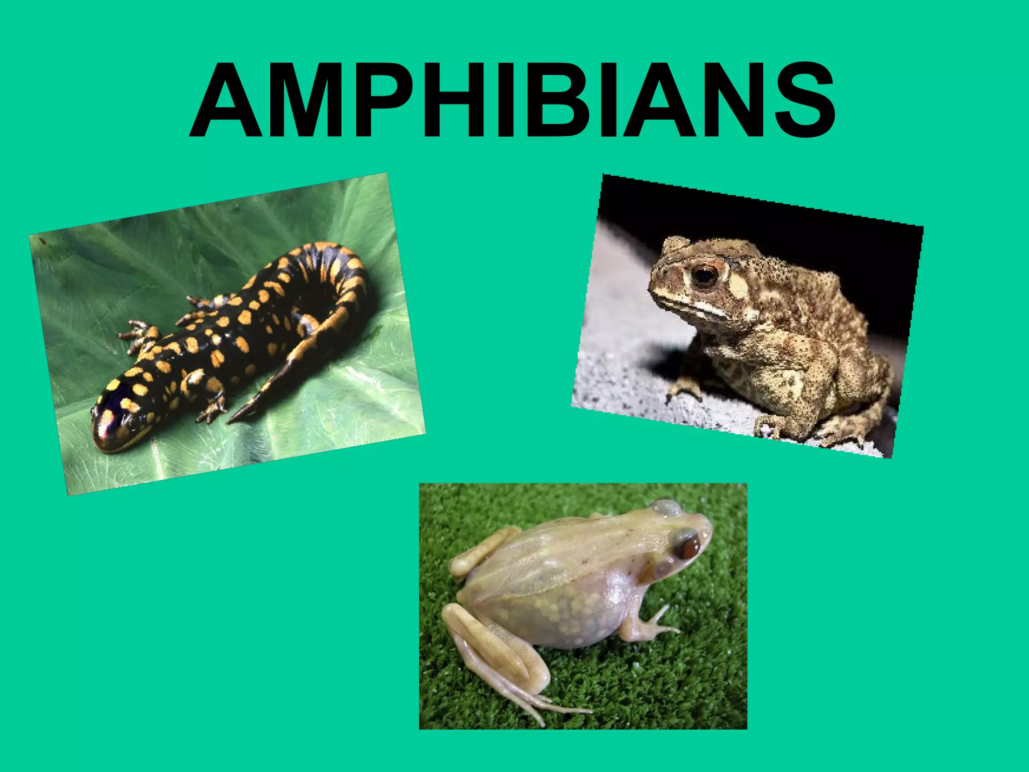 Amphibians ppt blog | PPT