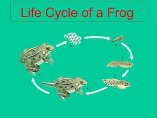 Amphibians ppt blog | PPT