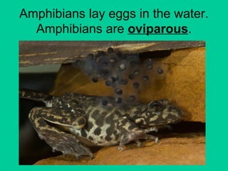 Amphibians ppt blog | PPT