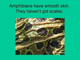 Amphibians ppt blog | PPT