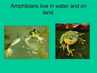 Amphibians ppt blog | PPT