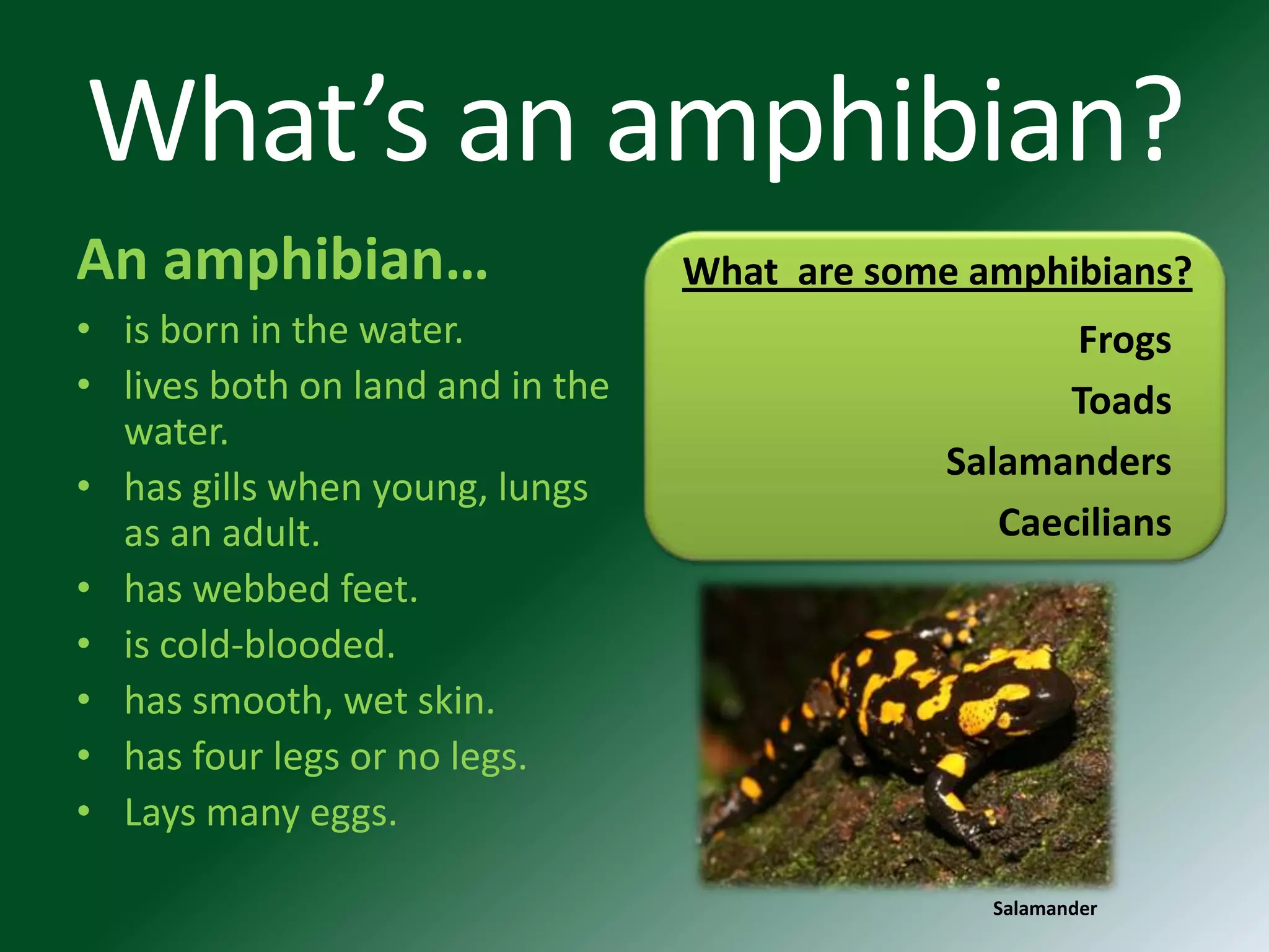 Amphibians & Reptiles | PPTX