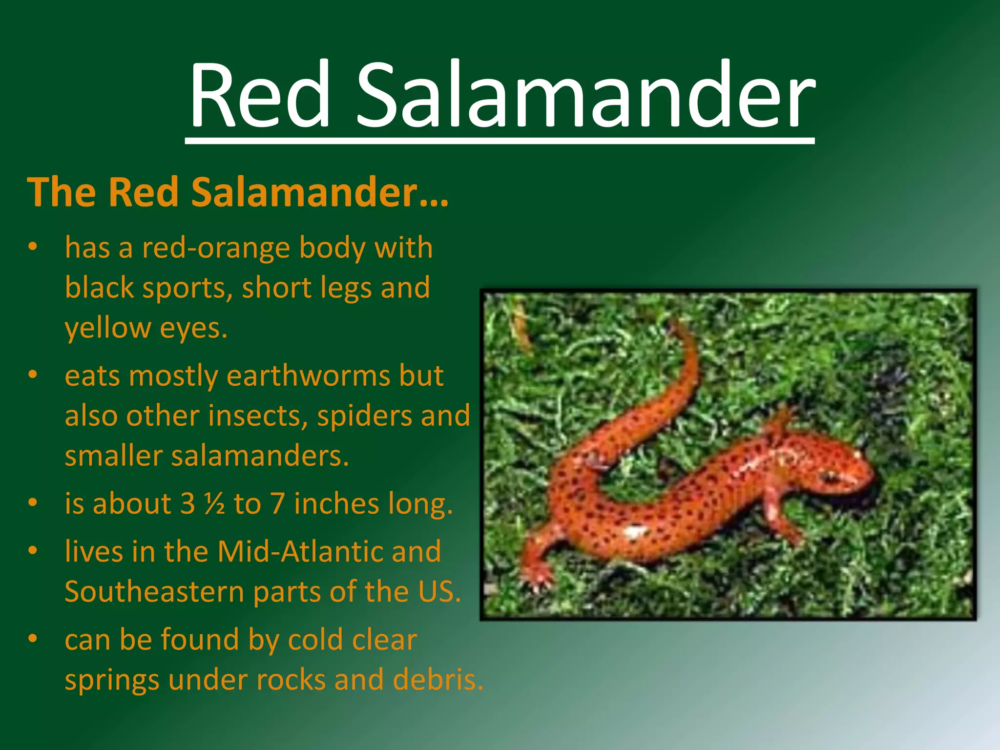 Amphibians & Reptiles | PPTX