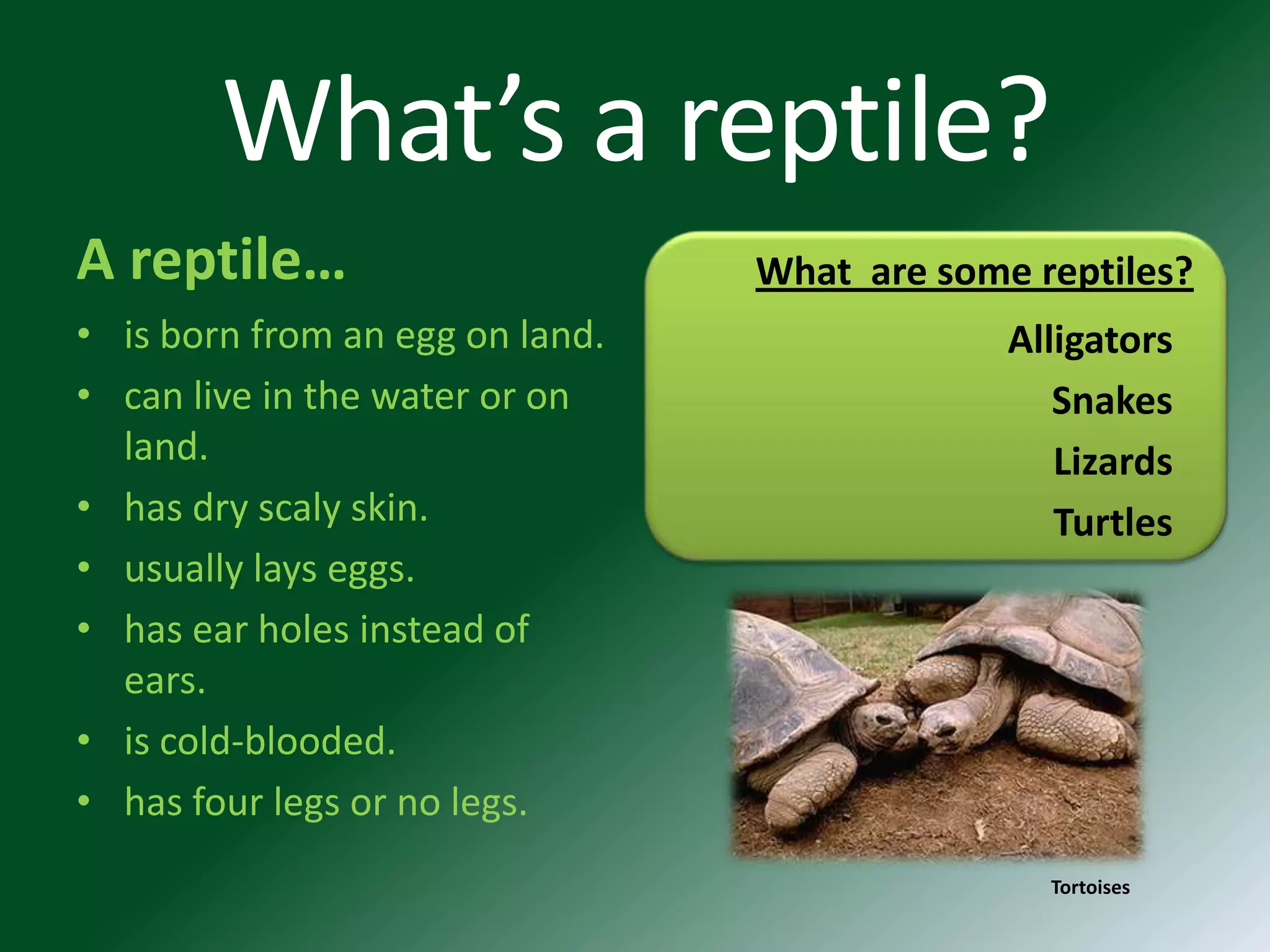 Amphibians & Reptiles | PPTX