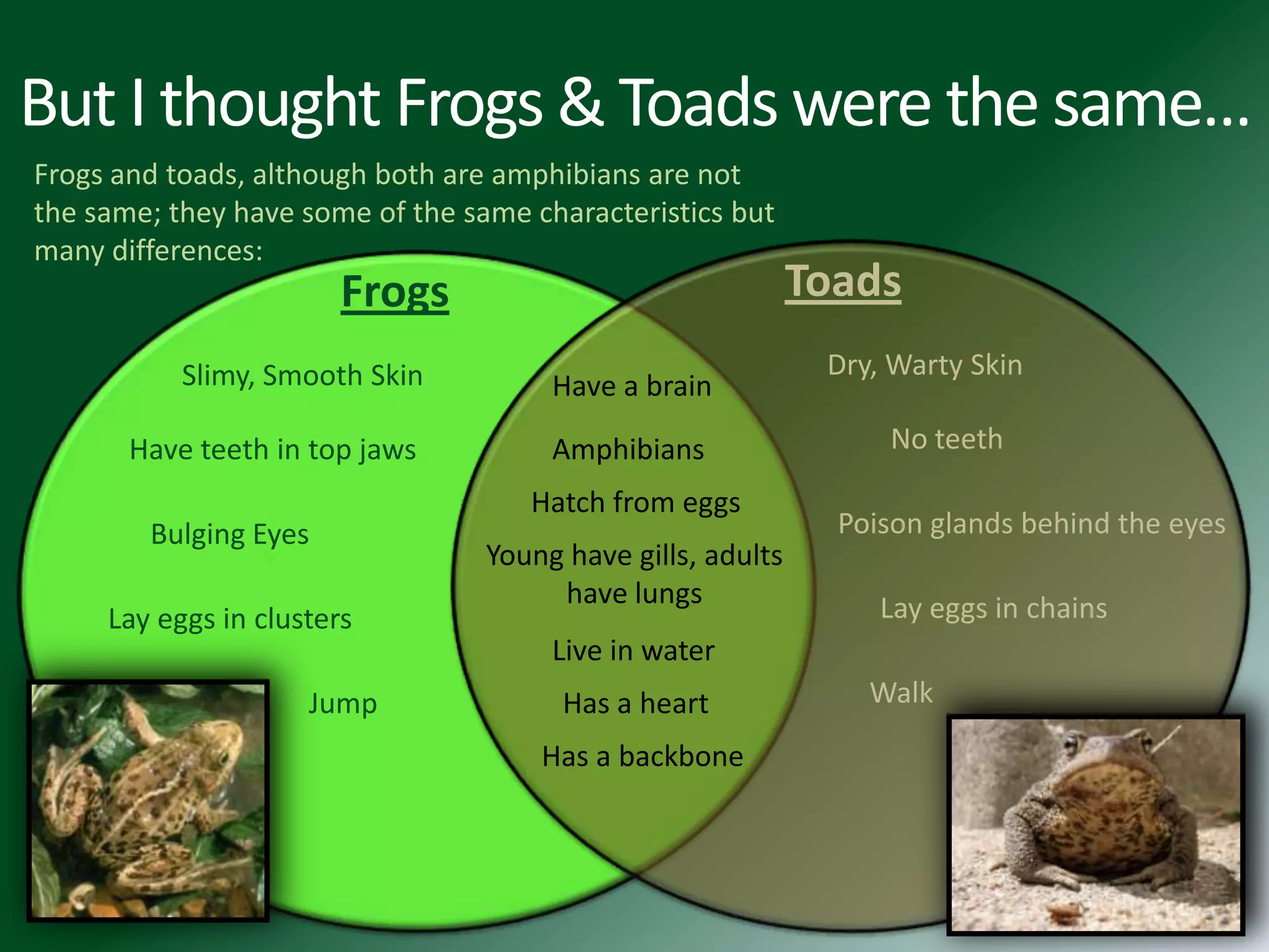 Amphibians & Reptiles | PPTX