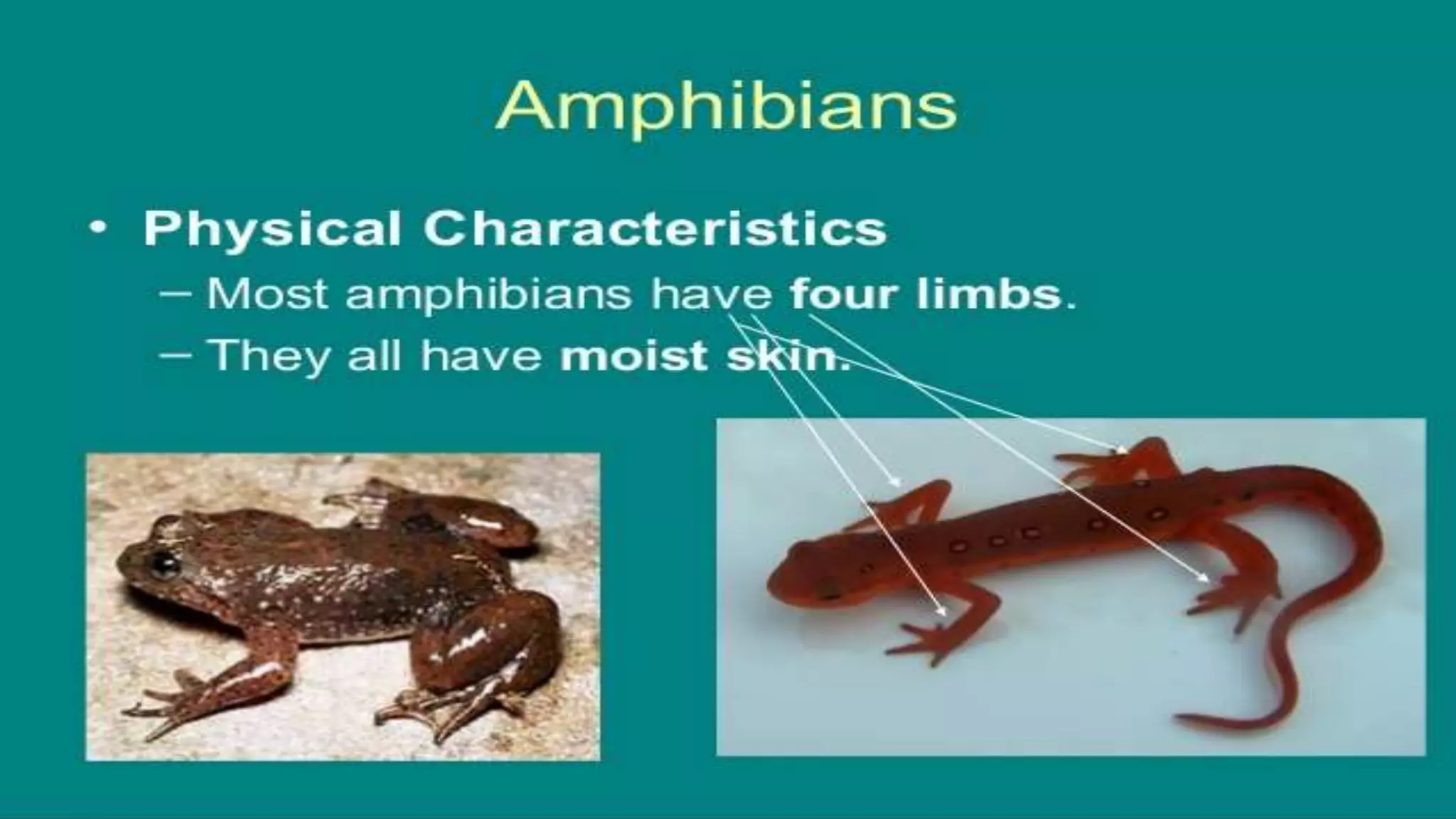Amphibians year 3 | PPTX