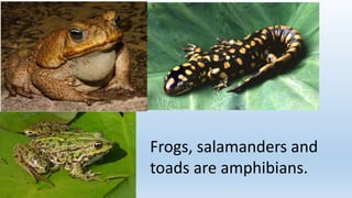 Amphibians year 3 | PPTX