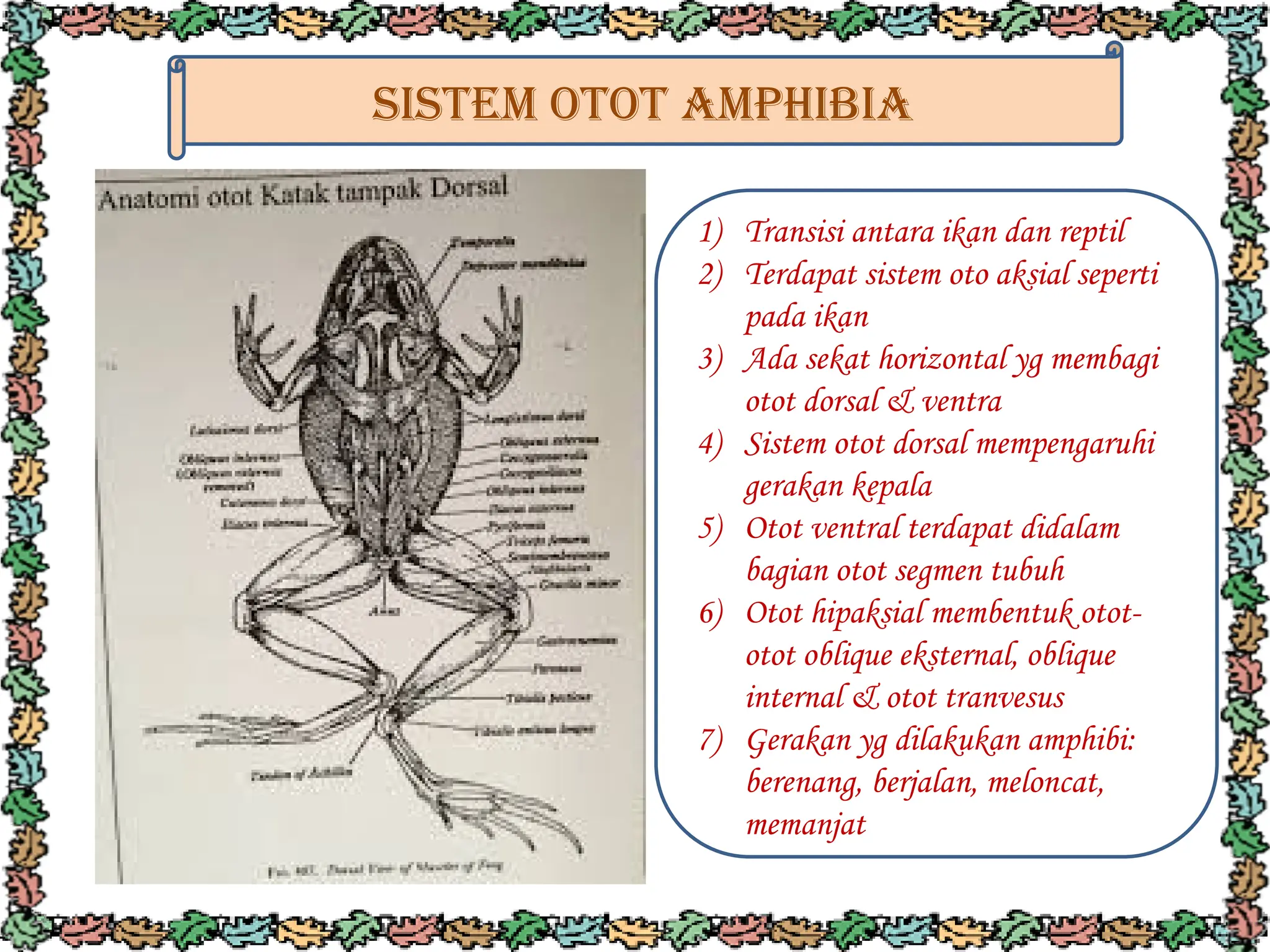 Sub Kelas AMPHIBI kelompok .....II.pptx