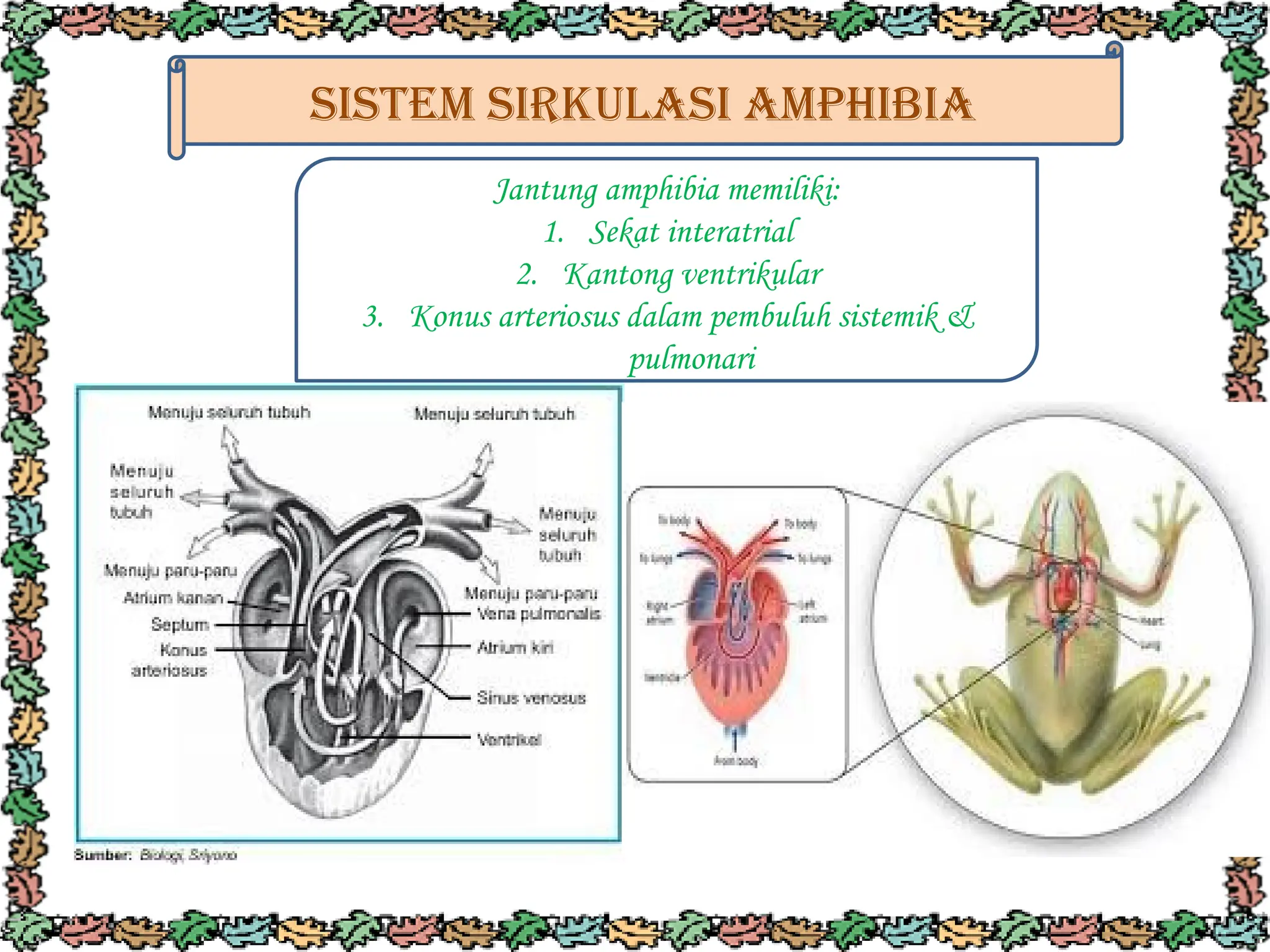 Sub Kelas AMPHIBI kelompok .....II.pptx
