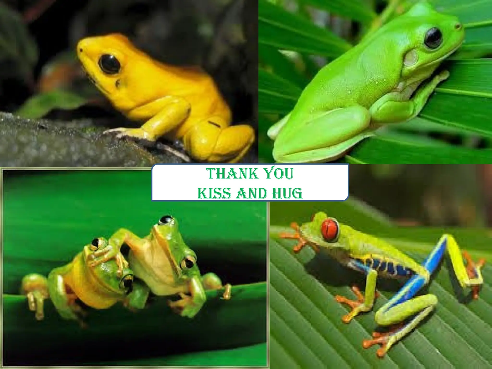 Sub Kelas AMPHIBI kelompok .....II.pptx