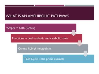 Amphibolic_Pathway biochemistry powerpoint | PPTX