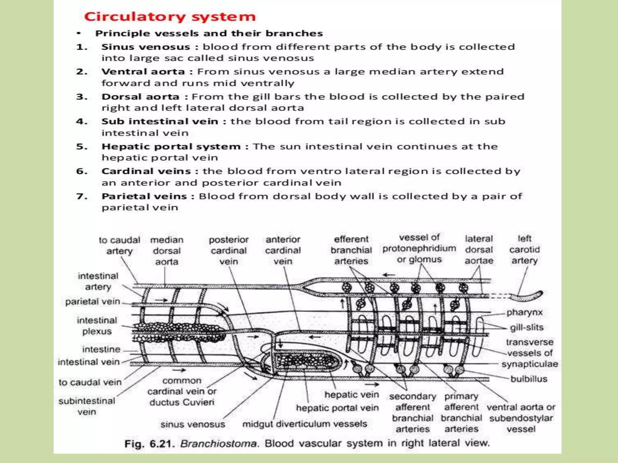 Amphioxus -alimentary canal, circulatory canal ,Execratory canal | PPT