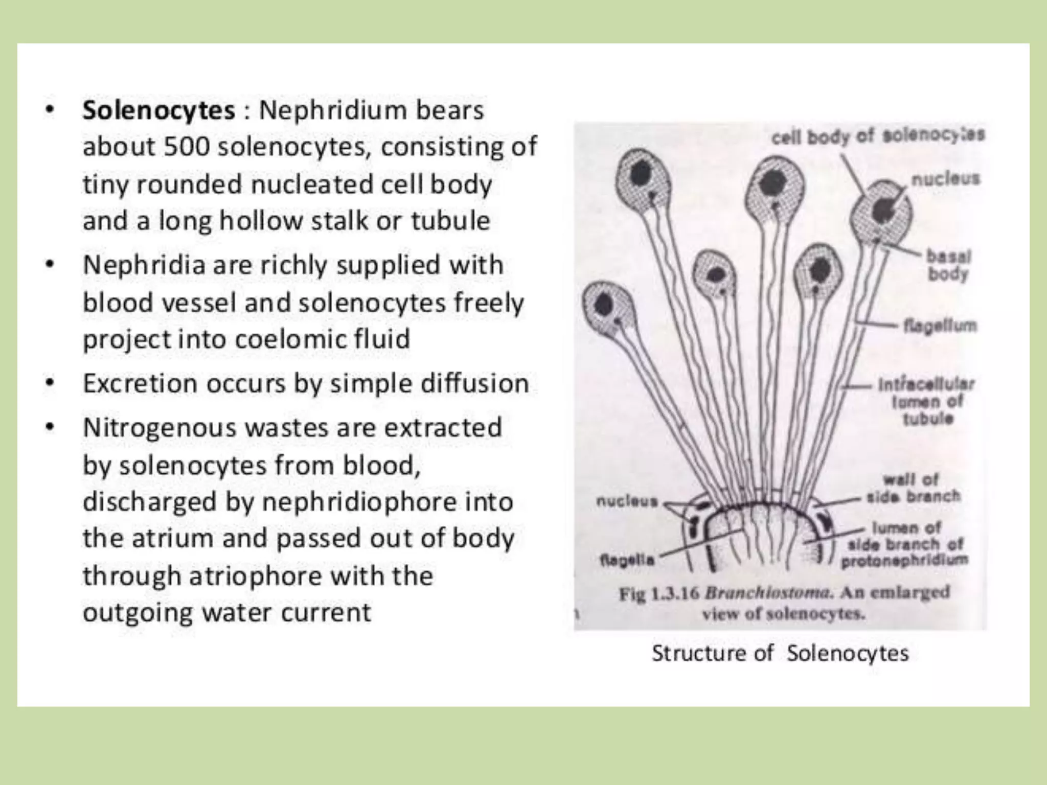 Amphioxus -alimentary canal, circulatory canal ,Execratory canal | PPT