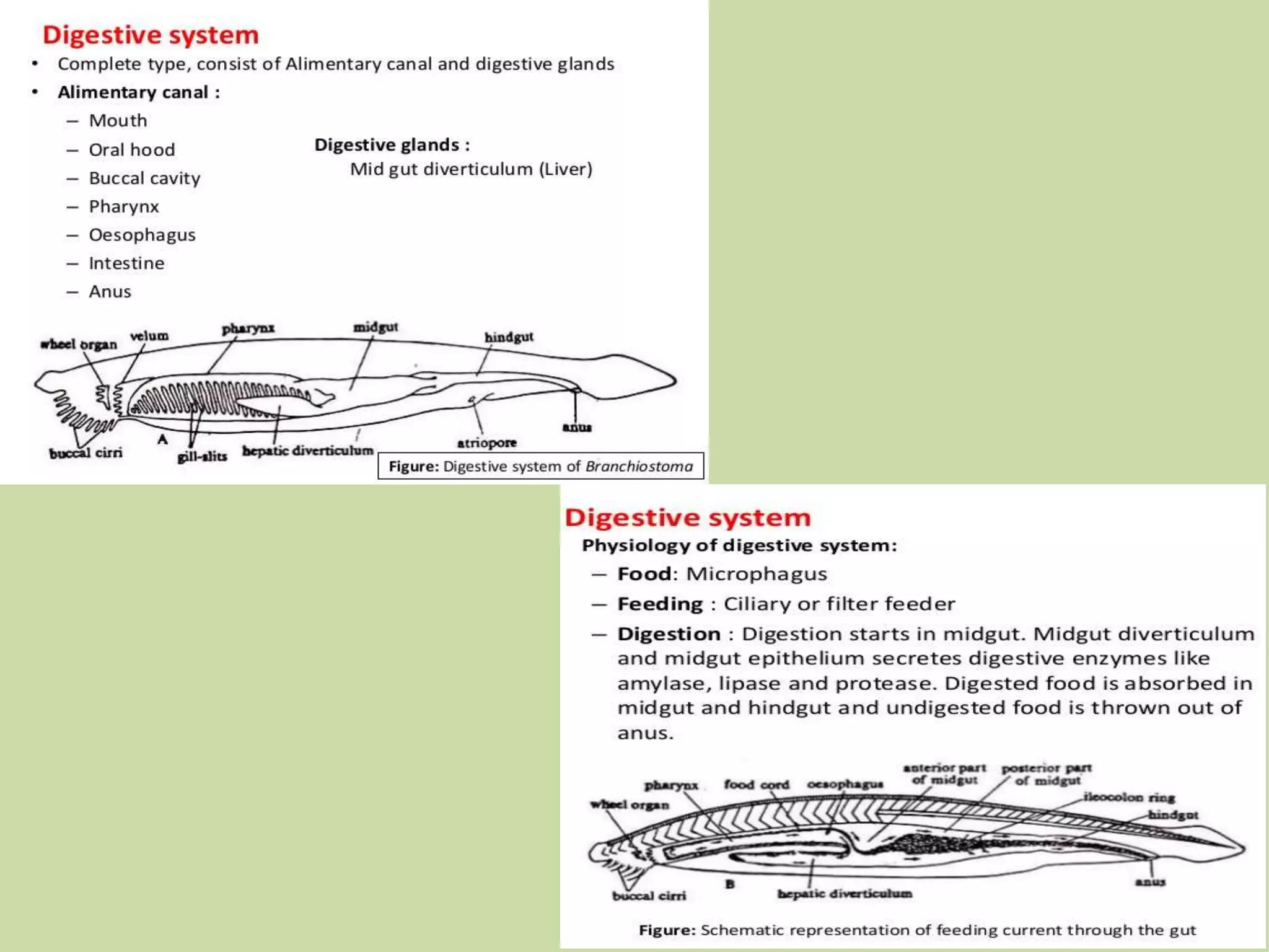Amphioxus -alimentary canal, circulatory canal ,Execratory canal | PPT