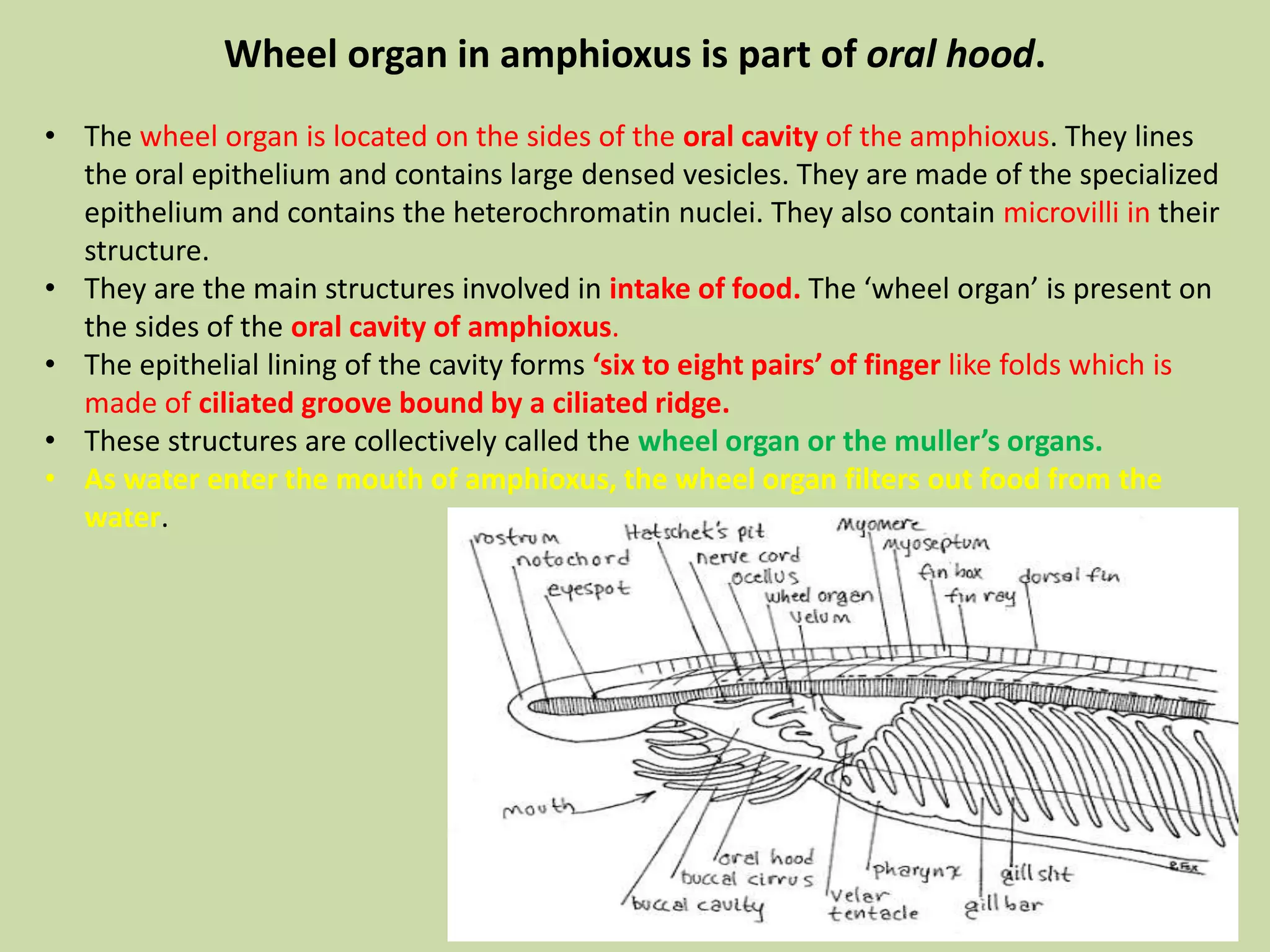 Amphioxus -alimentary canal, circulatory canal ,Execratory canal | PPT