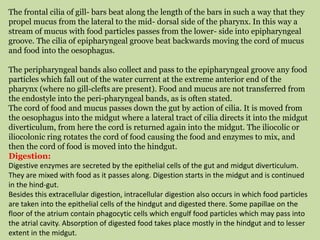 Amphioxus -alimentary canal, circulatory canal ,Execratory canal | PPT