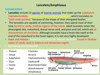 Amphioxus -alimentary canal, circulatory canal ,Execratory canal | PPT