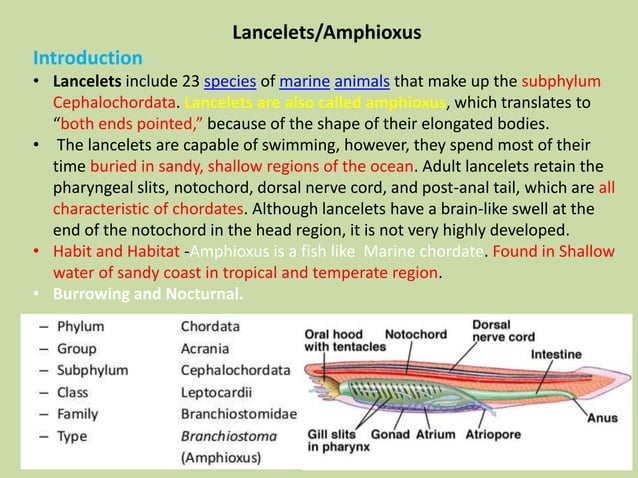 Amphioxus -alimentary canal, circulatory canal ,Execratory canal | PPT