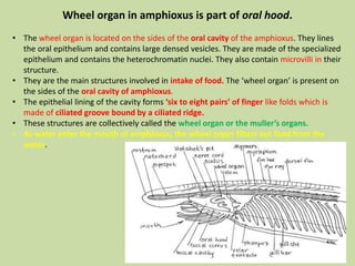 Amphioxus -alimentary canal, circulatory canal ,Execratory canal | PPT